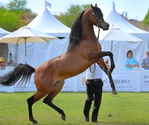 arabian training - disktr